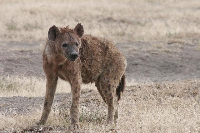 Hyena Skvrnitá: Barvitá Královna Afrických Plání » Česká Kočka